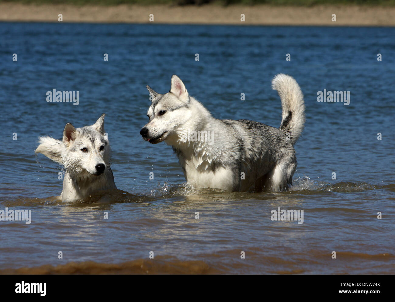 Dog Siberian Husky / two adults in a lake Stock Photo - Alamy