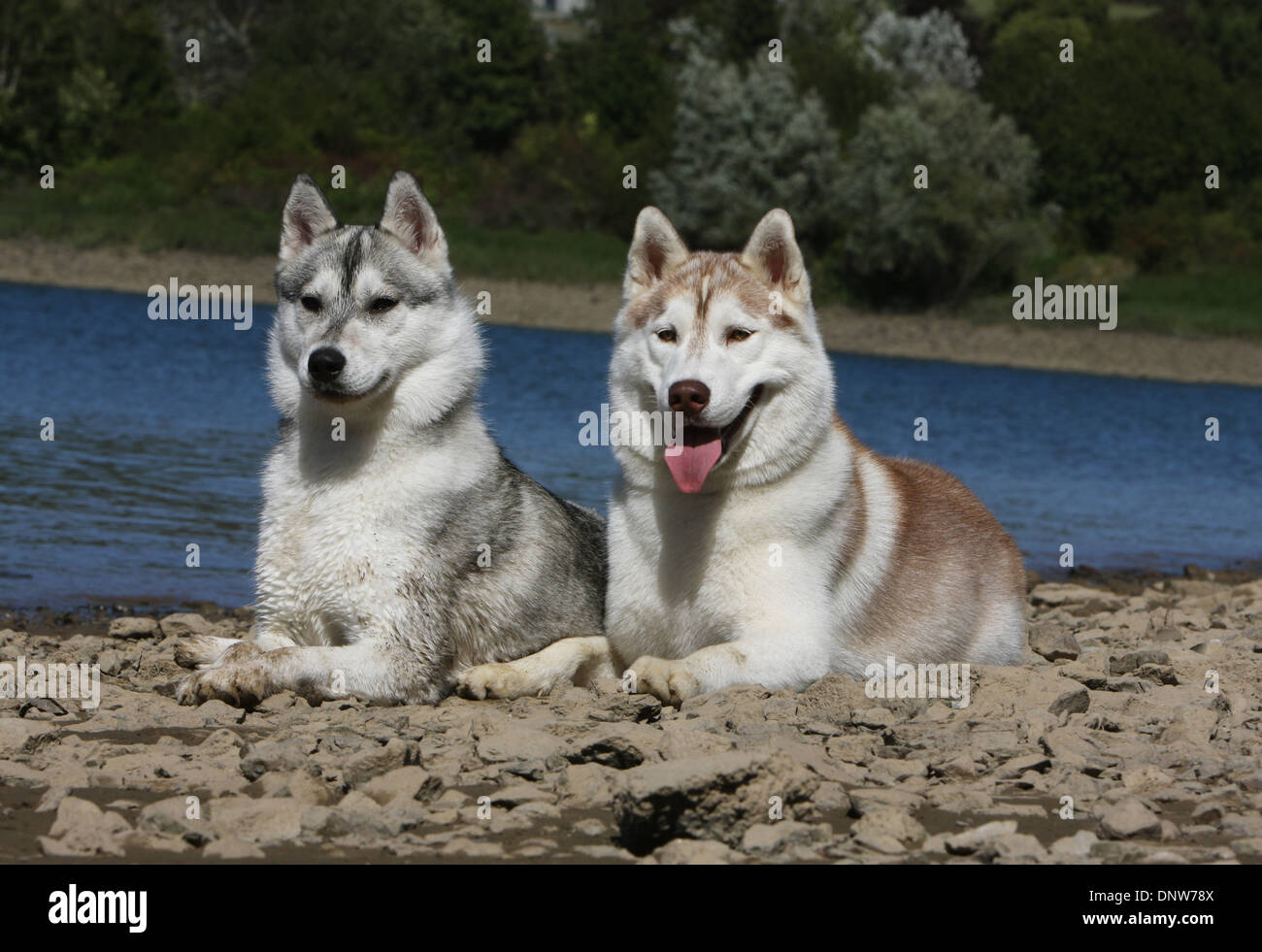 Dog Siberian Husky / two adults lying at the edge of a lake Stock Photo ...