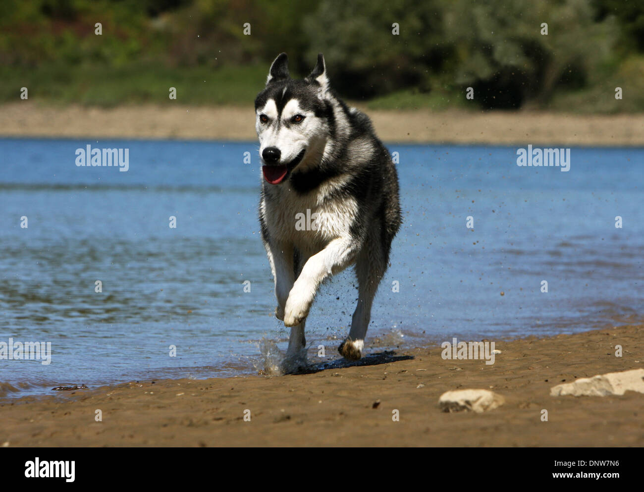 Dog Siberian Husky / adult running at the edge of a lake Stock Photo ...