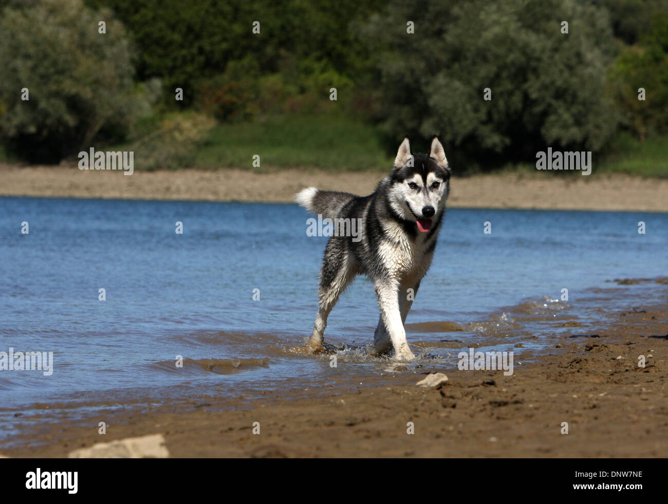 Dog Siberian Husky / adult running at the edge of a lake Stock Photo ...