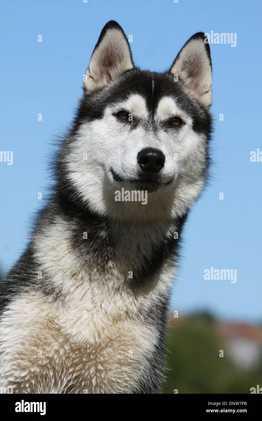 Dog Siberian Husky adult portrait Stock Photo - Alamy