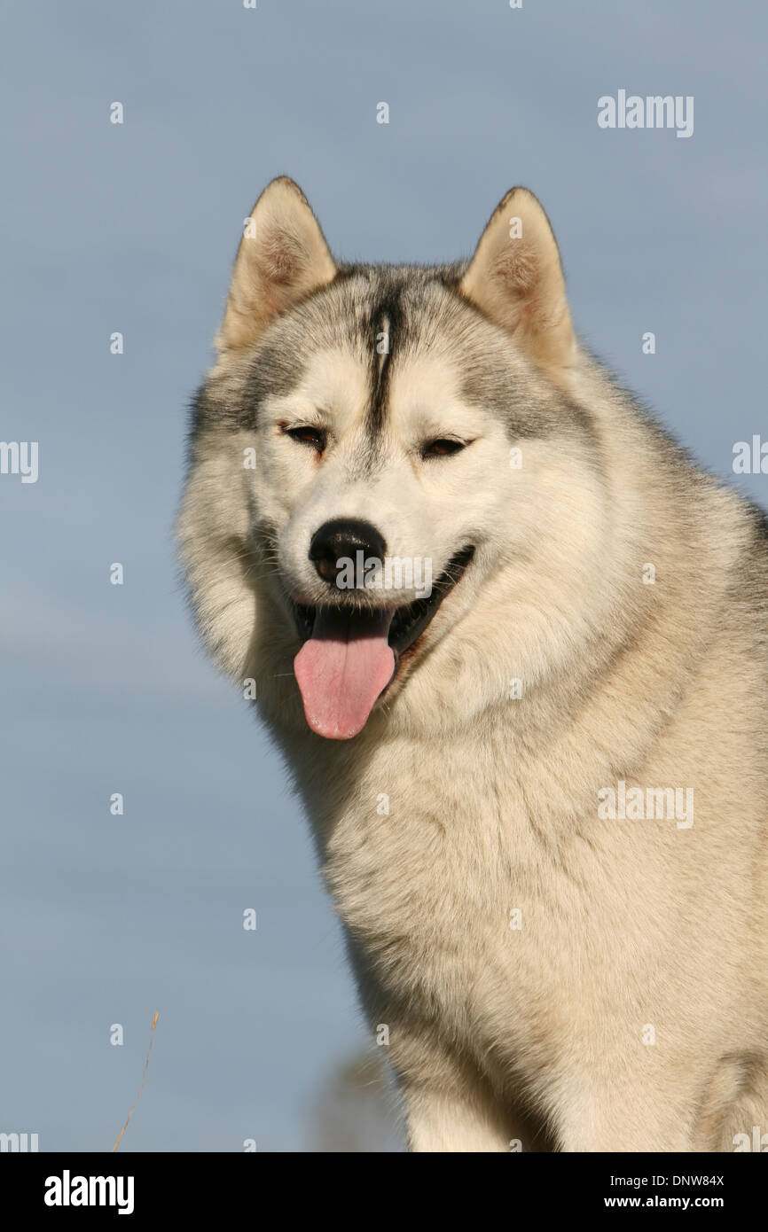 Dog Siberian Husky adult portrait Stock Photo - Alamy