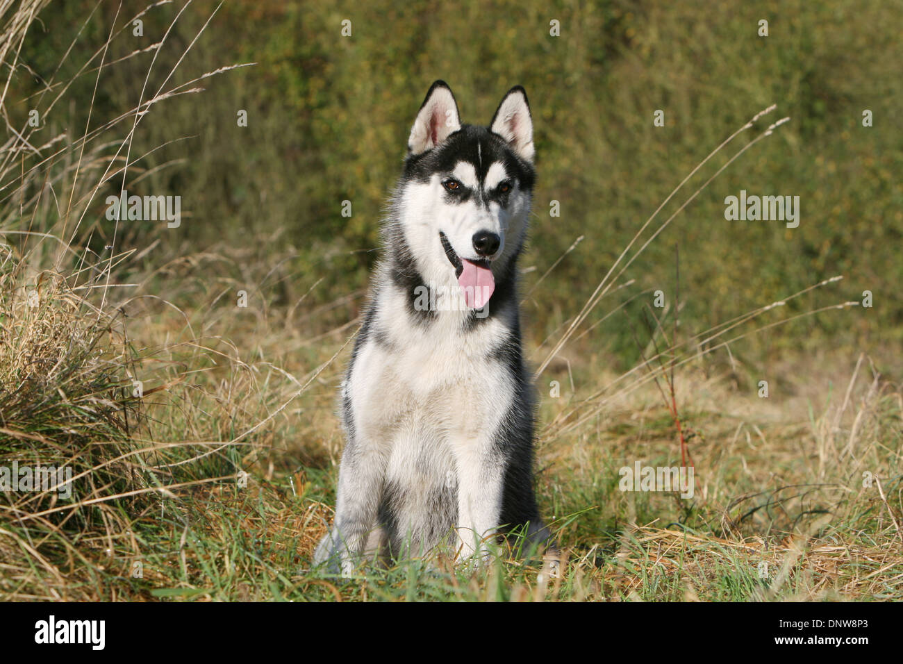 Dog Siberian Husky / adult sitting in a meadow Stock Photo - Alamy