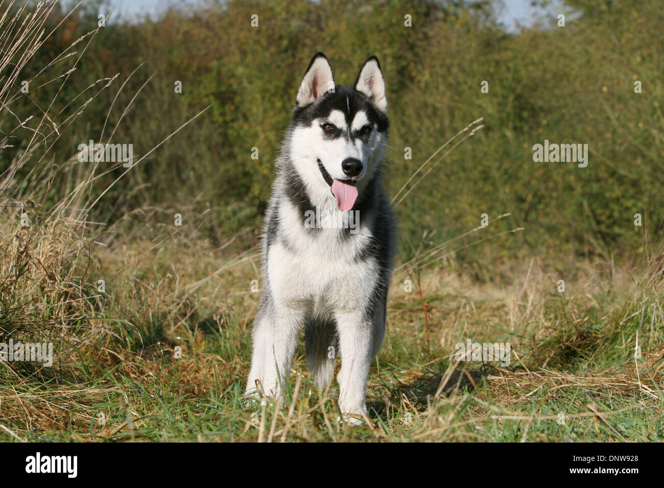 Dog Siberian Husky / adult standing in a meadow Stock Photo - Alamy