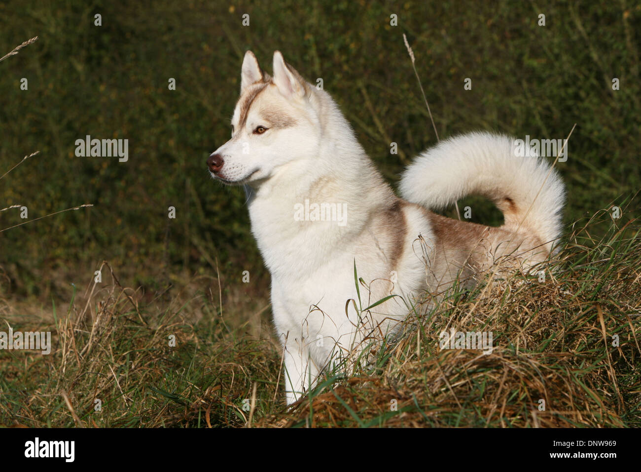 Dog Siberian Husky / adult standing in a meadow Stock Photo - Alamy