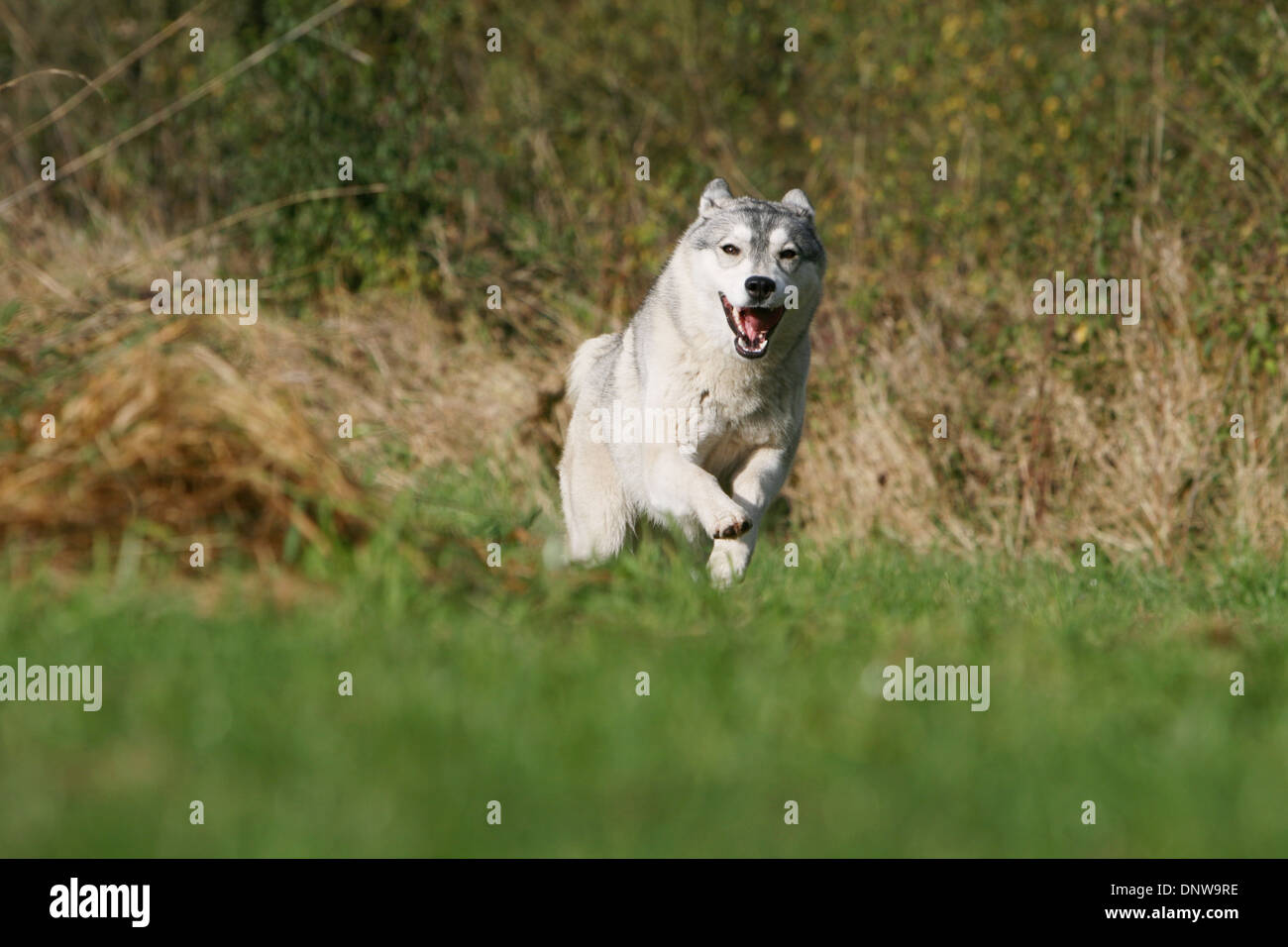 Grey husky running on meadow hi-res stock photography and images - Alamy
