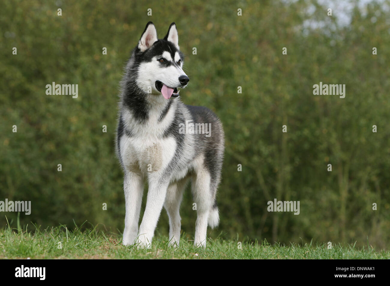 Dog Siberian Husky / adult standing in a meadow Stock Photo - Alamy