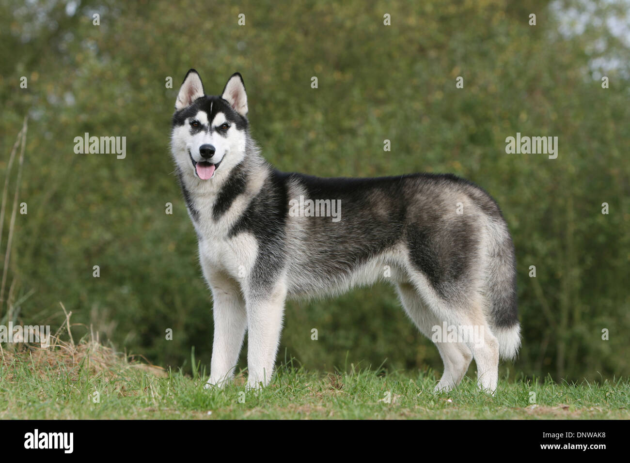 Dog Siberian Husky / adult standing in a meadow Stock Photo - Alamy