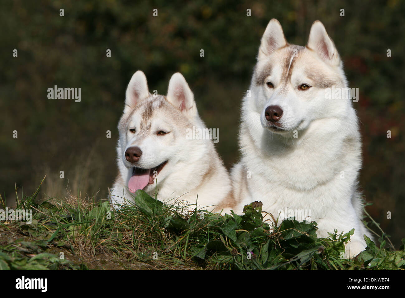 Dog Siberian Husky / two adults lying in a meadow Stock Photo - Alamy