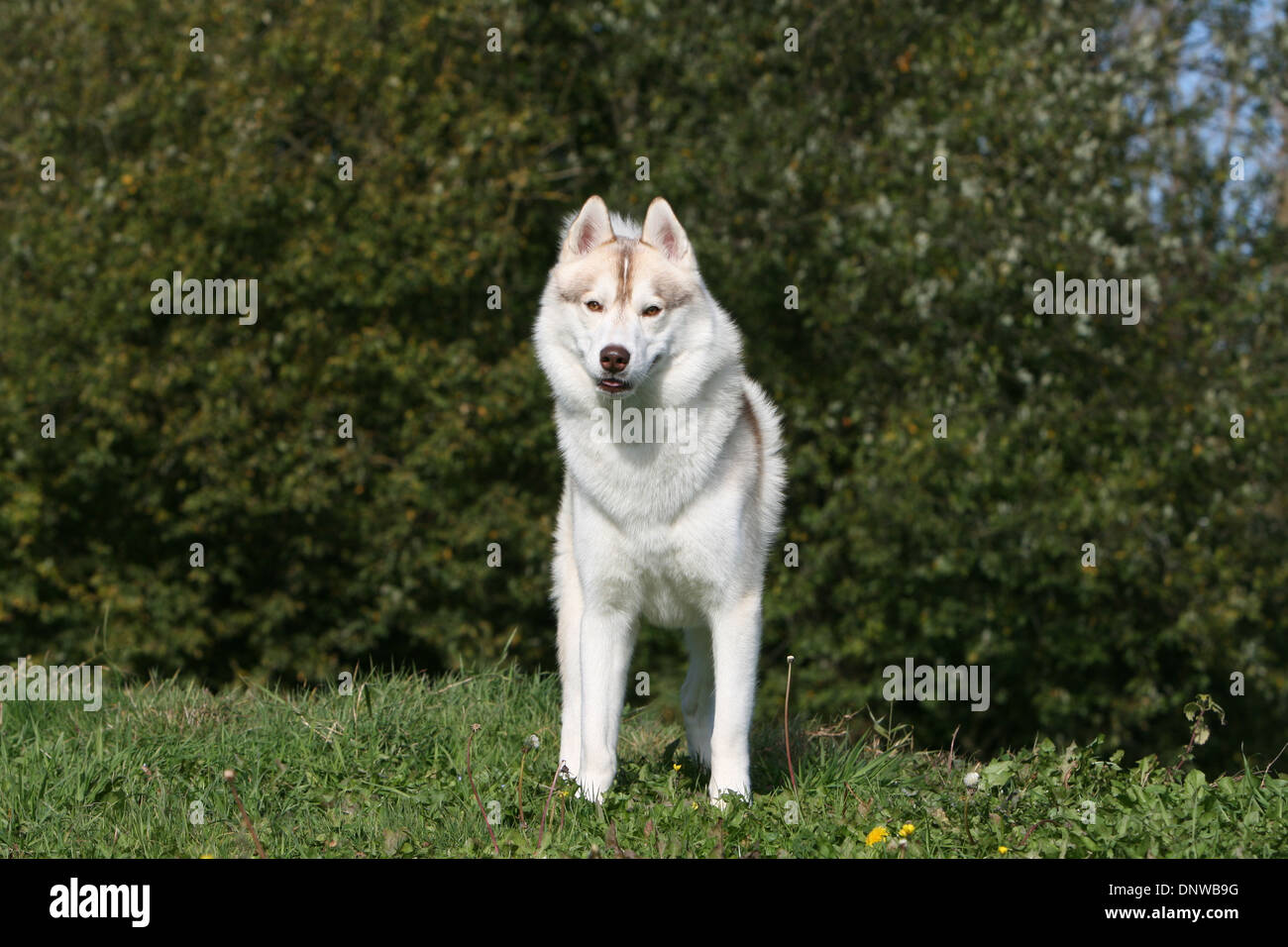 Icee stand hi-res stock photography and images - Alamy
