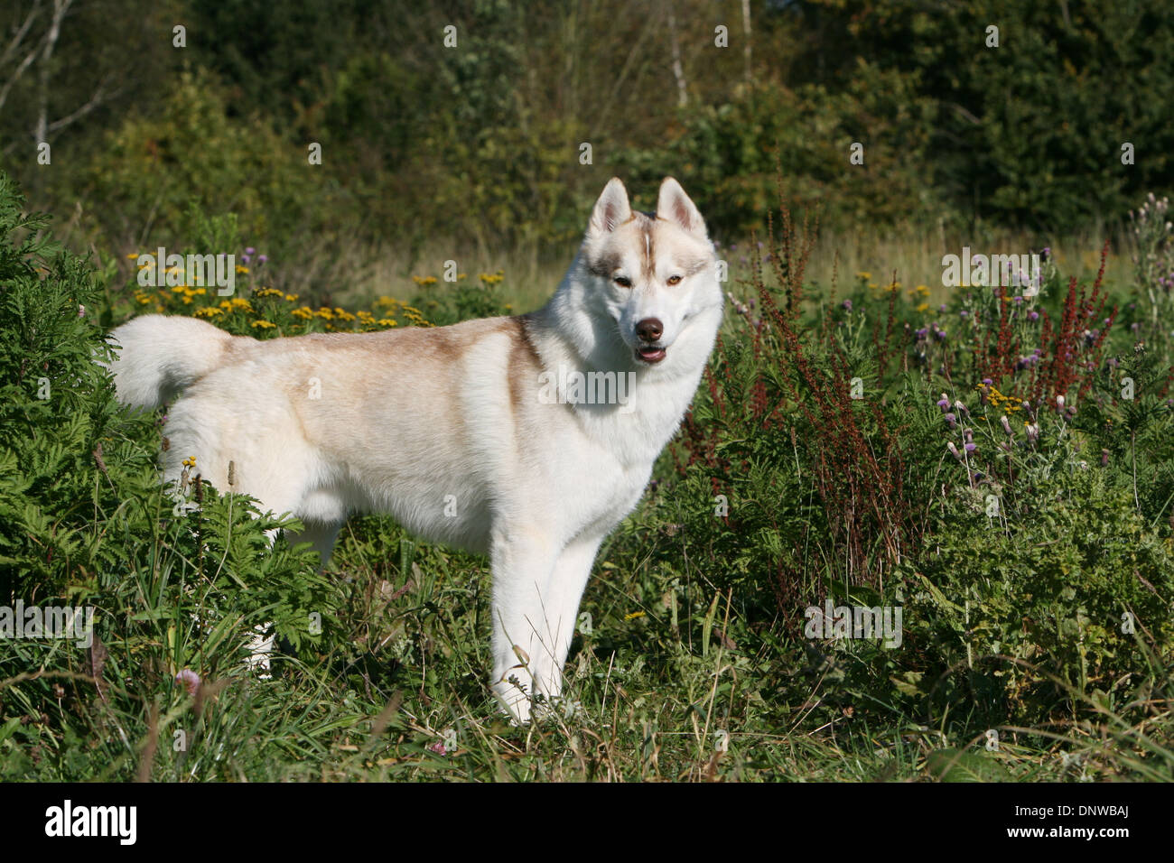 Siberian husky dog breed hi-res stock photography and images - Alamy