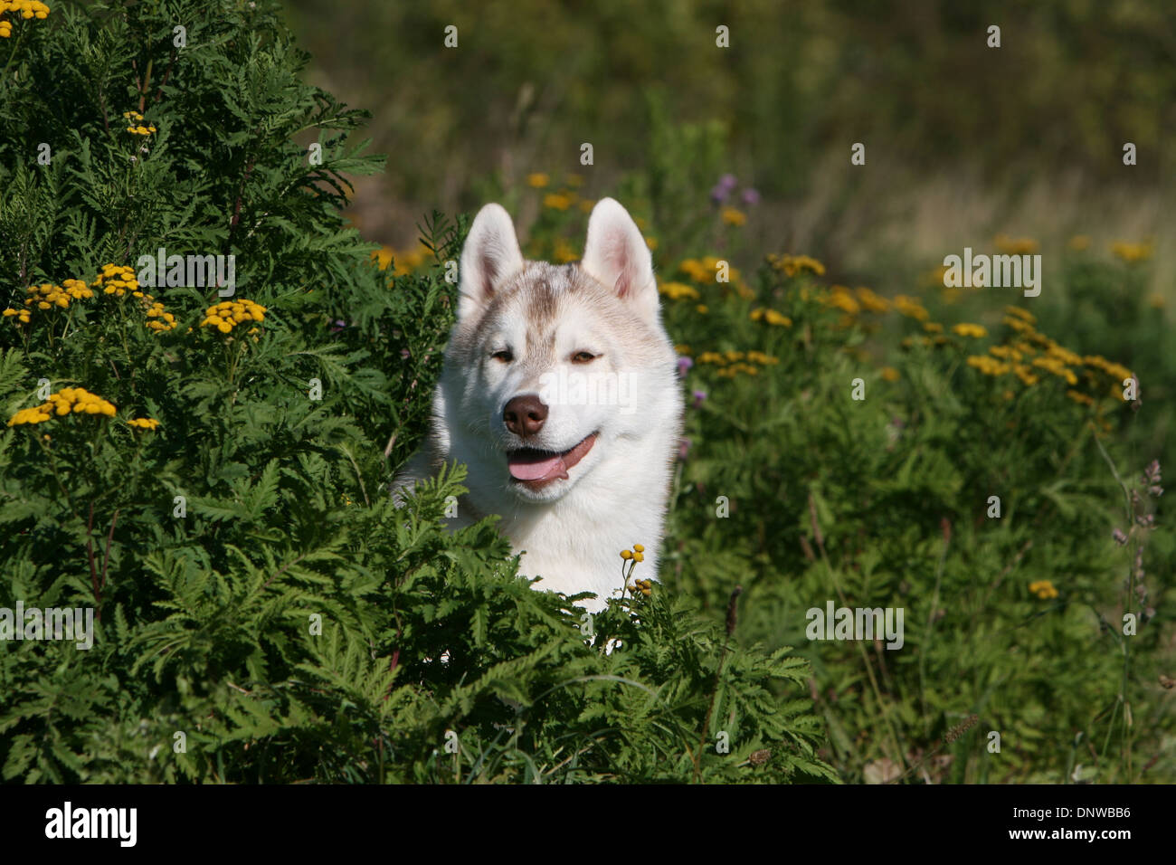 Husky sitting profile hi-res stock photography and images - Alamy