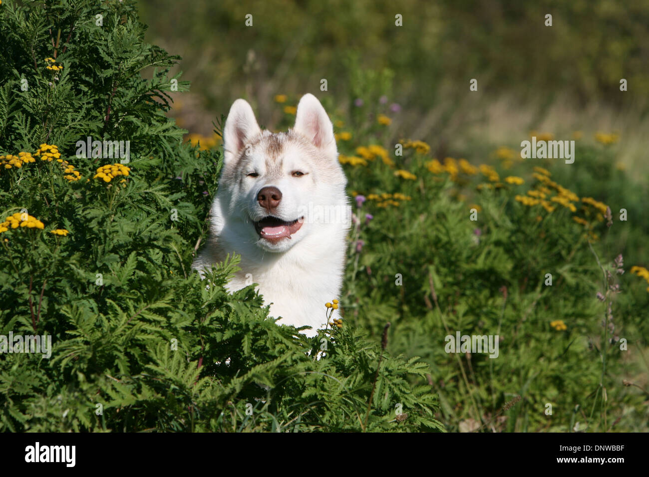 Husky sitting profile hi-res stock photography and images - Alamy