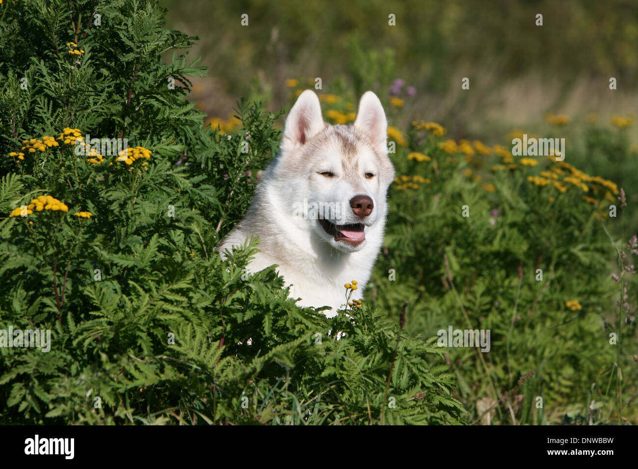 Husky dogs and flowers hi-res stock photography and images - Alamy