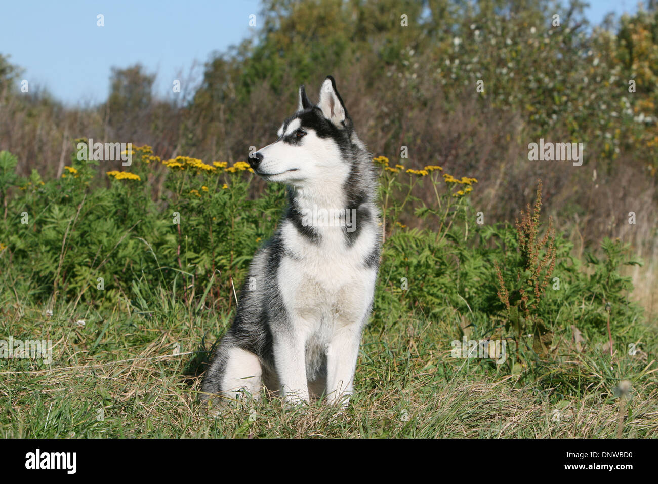 Husky dogs and flowers hi-res stock photography and images - Alamy