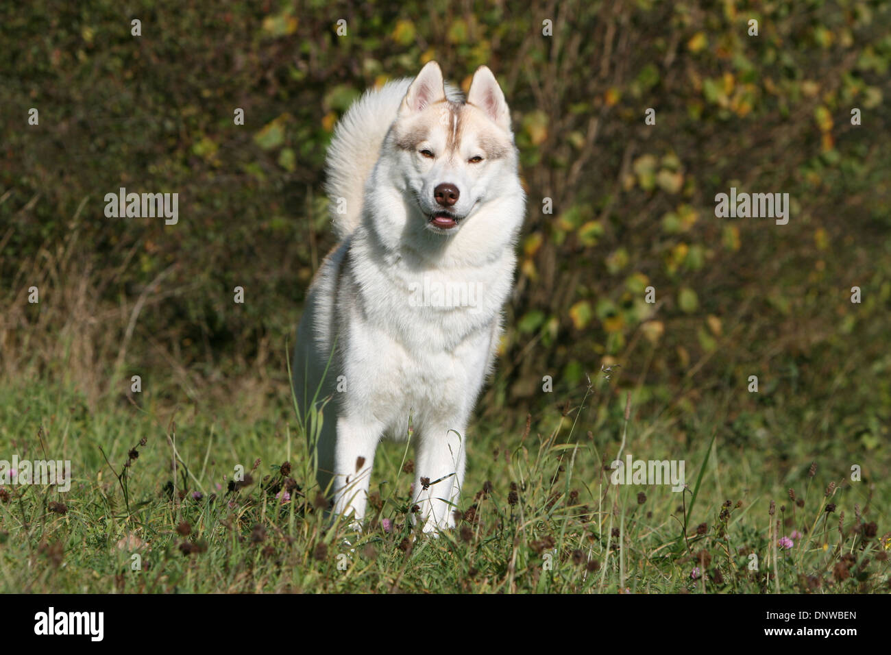 Siberian husky dog breed hi-res stock photography and images - Alamy