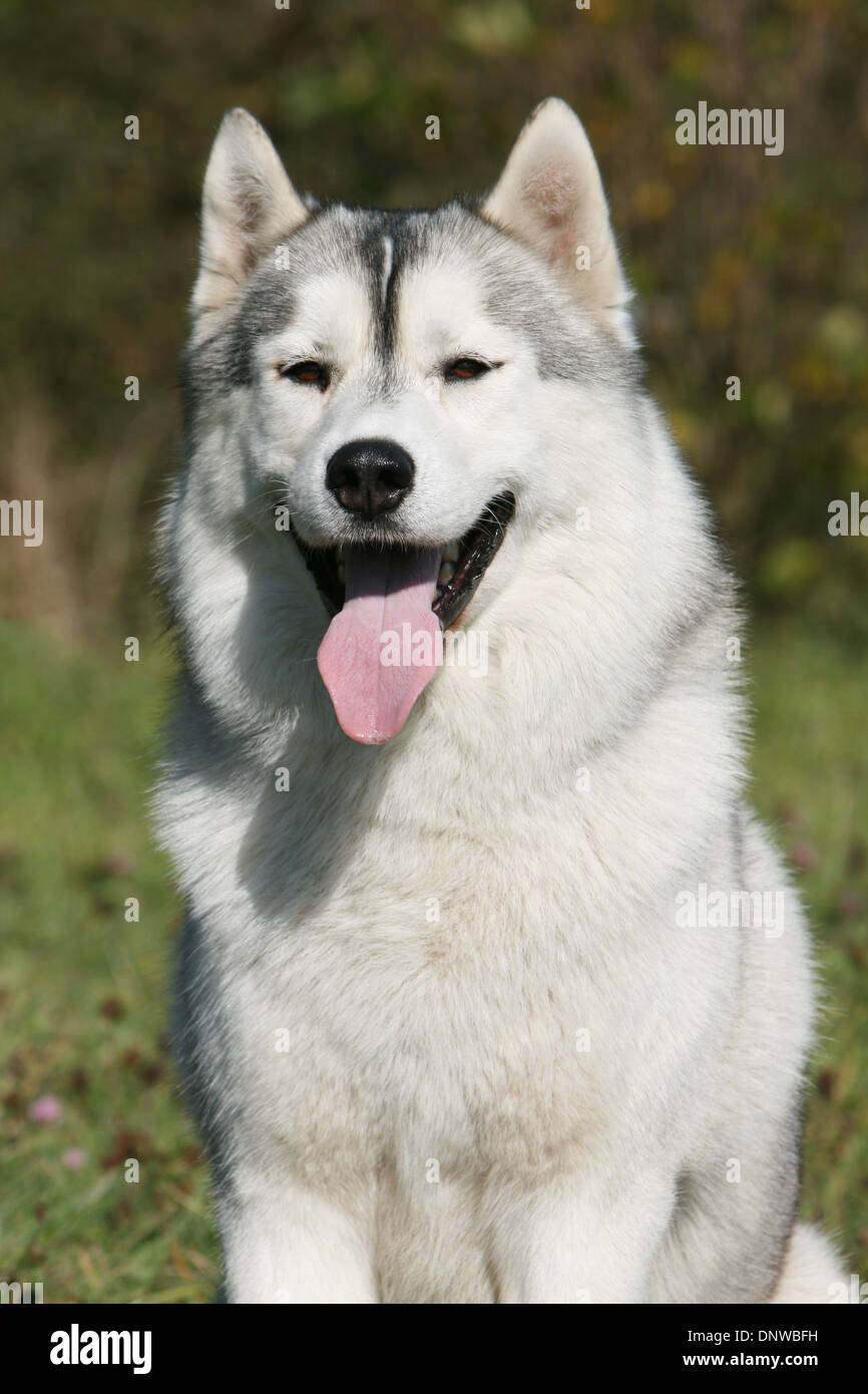 Dog Siberian Husky adult portrait face Stock Photo - Alamy