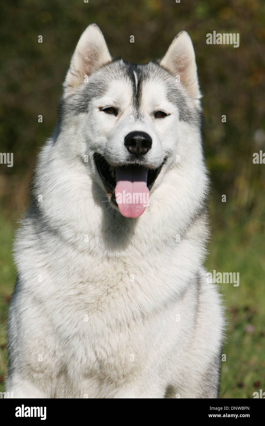 Dog Siberian Husky adult portrait Stock Photo - Alamy