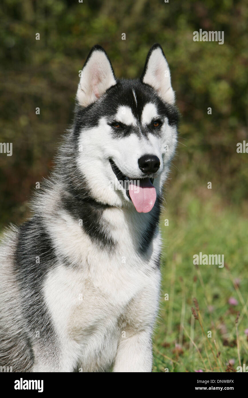 Dog Siberian Husky adult portrait Stock Photo - Alamy