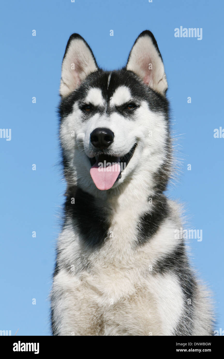 Dog Siberian Husky adult portrait Stock Photo - Alamy