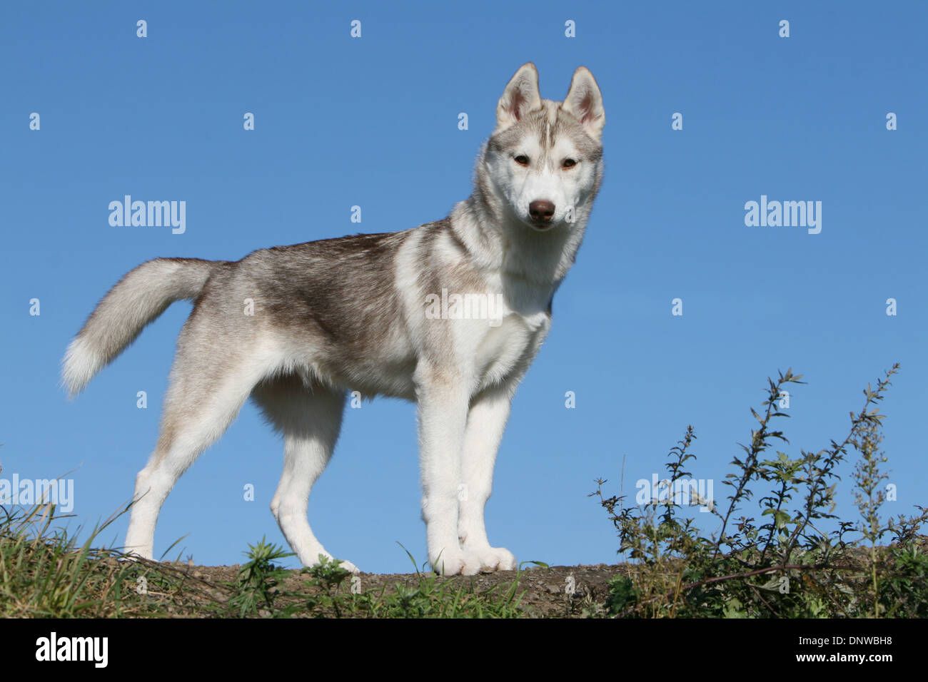 Husky dog standing hi-res stock photography and images - Alamy