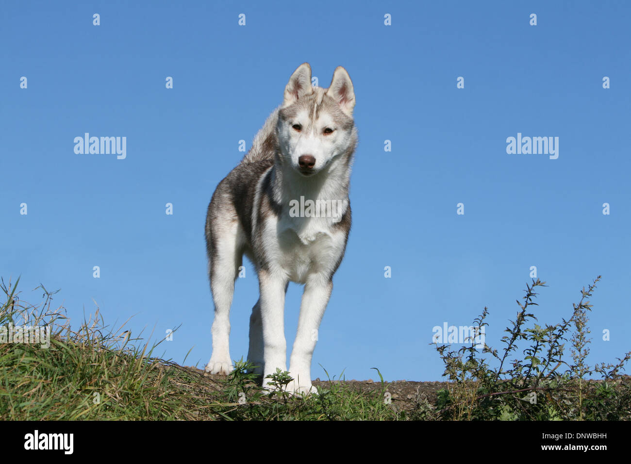 Dog Siberian Husky / young standing in a meadow Stock Photo - Alamy