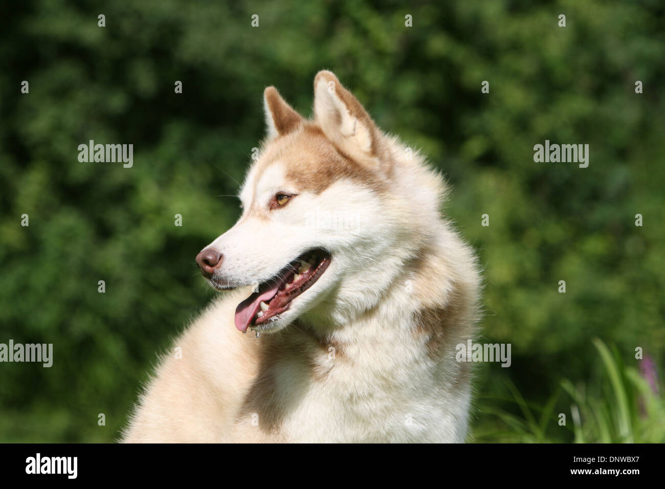 Dog Siberian Husky / adult portrait profile Stock Photo - Alamy