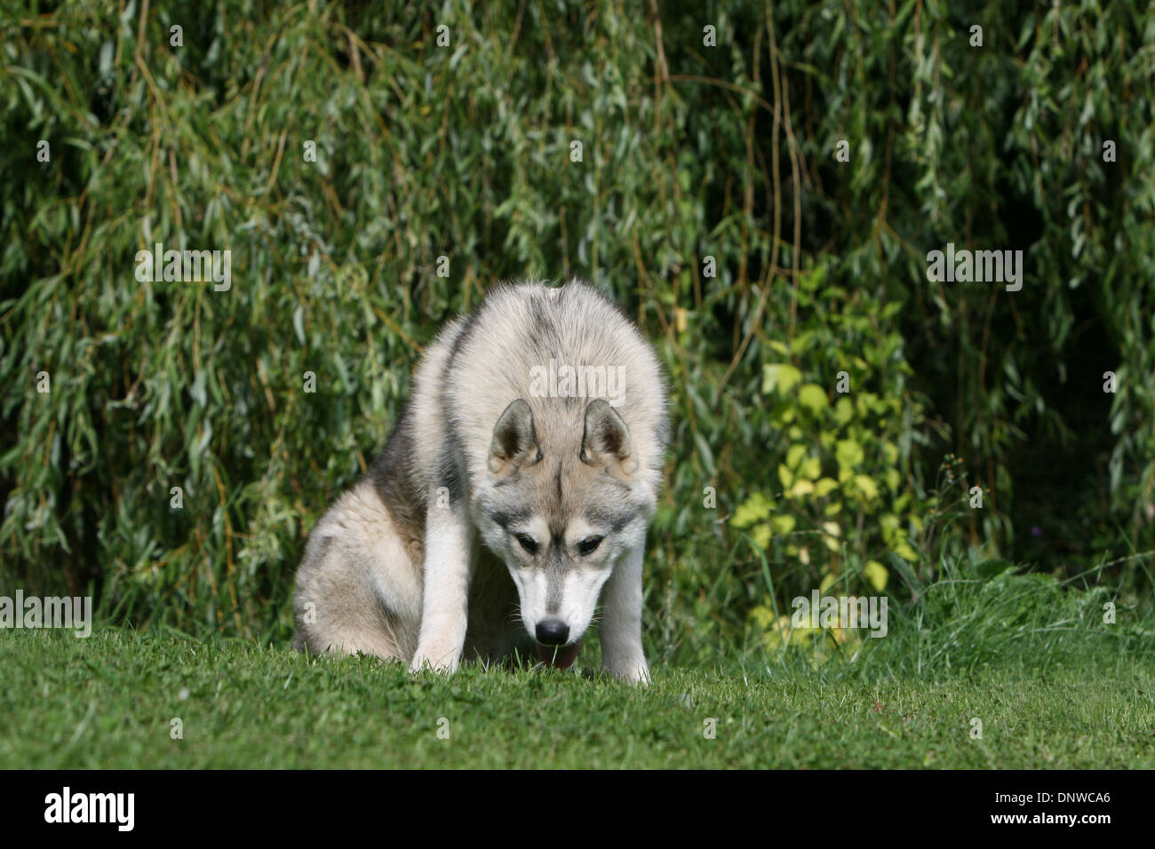 Dog Siberian Husky / adult smelling in a garden Stock Photo - Alamy