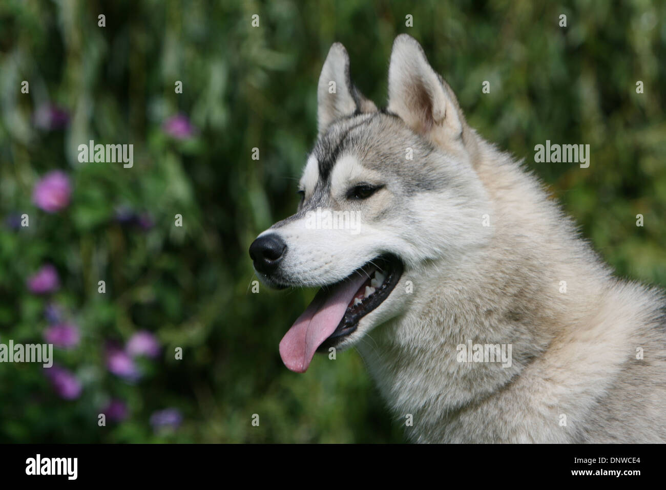 Siberian husky portrait adult hi-res stock photography and images - Alamy
