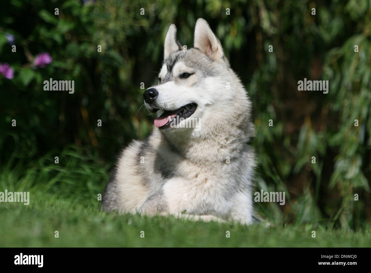 Dog Siberian Husky / adult lying in a garden Stock Photo - Alamy