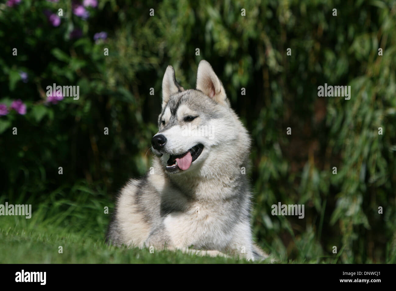 Dog Siberian Husky / adult lying in a garden Stock Photo - Alamy