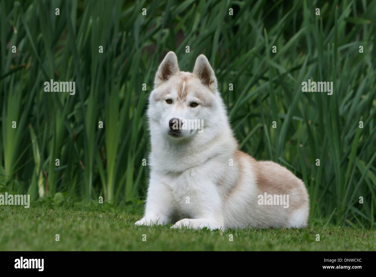 Siberian husky dog breed hi-res stock photography and images - Alamy