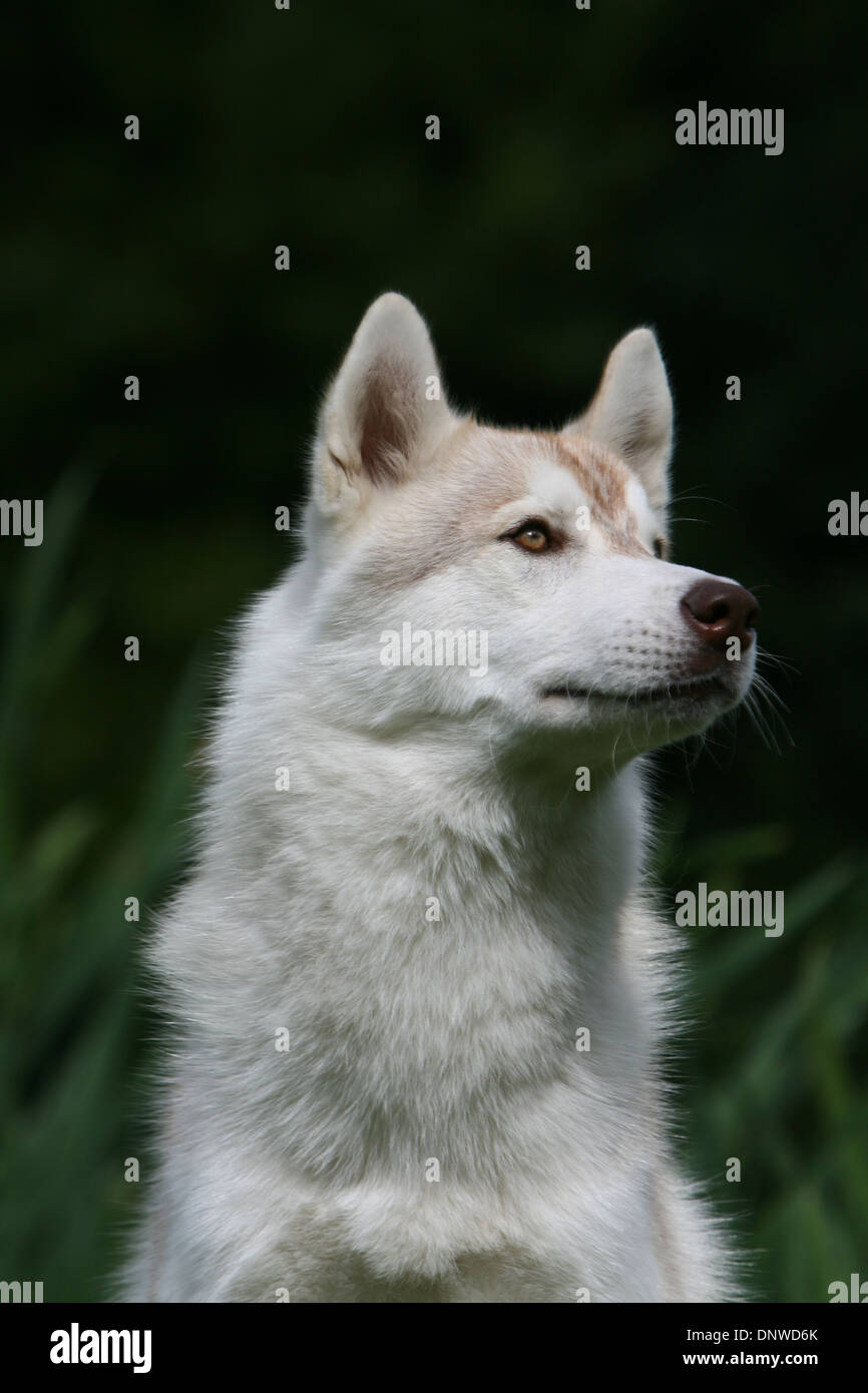 Dog Siberian Husky adult portrait Stock Photo - Alamy