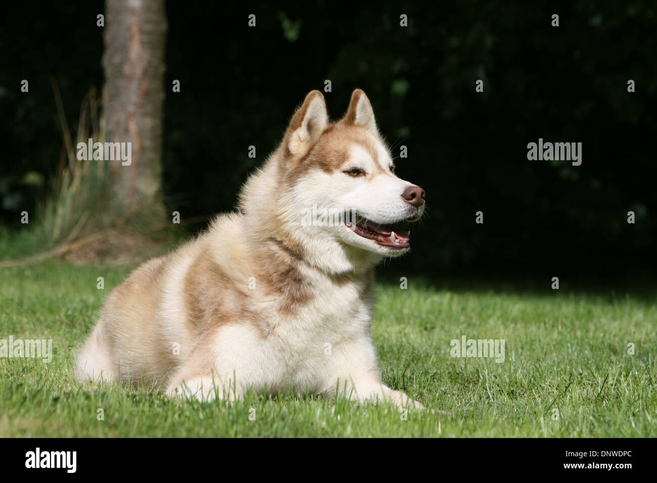 Dog Siberian Husky / adult lying in a garden Stock Photo - Alamy
