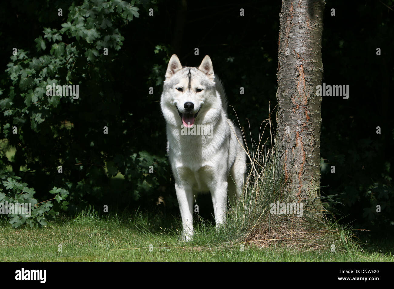Dog Siberian Husky / adult standing next to a tree Stock Photo - Alamy