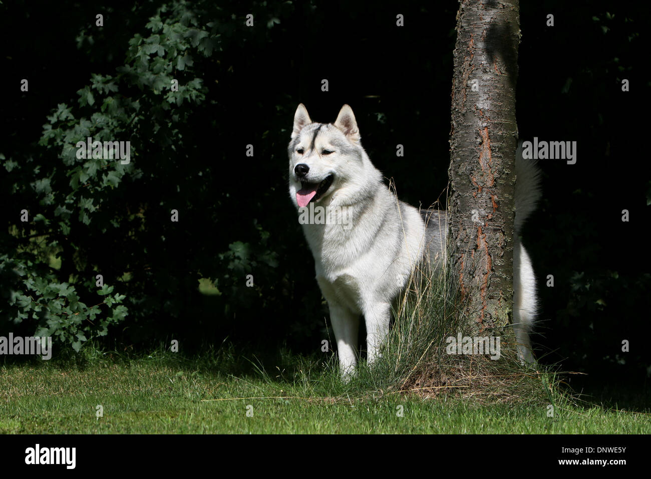 Dog Siberian Husky / adult standing next to a tree Stock Photo - Alamy