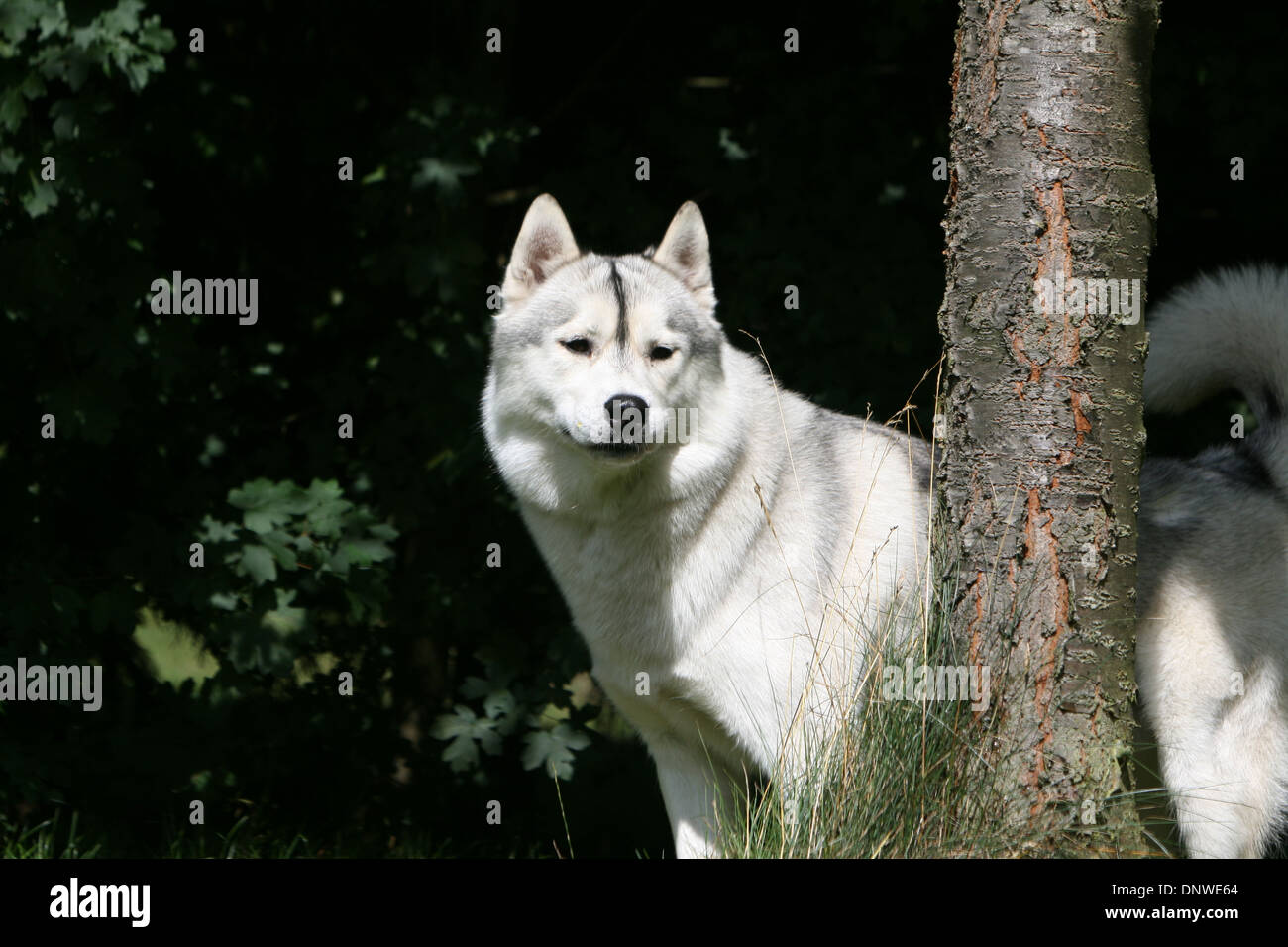 Dog Siberian Husky / adult standing behind a tree Stock Photo - Alamy