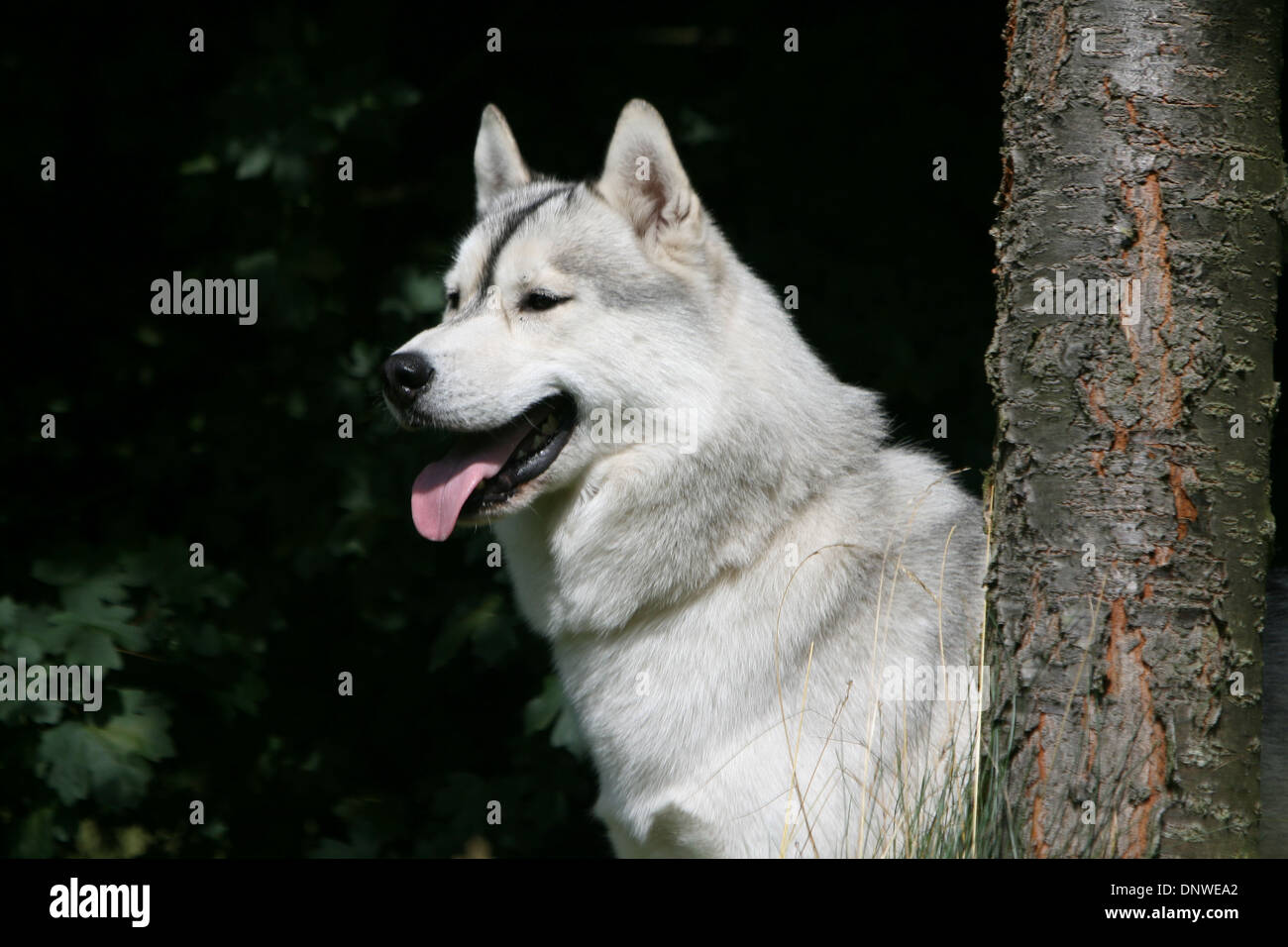 Dog Siberian Husky adult portrait profile Stock Photo - Alamy