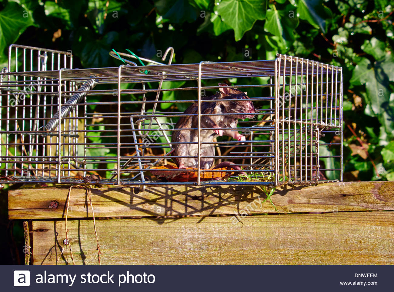 Deceased Rodent High Resolution Stock Photography and Images - Alamy