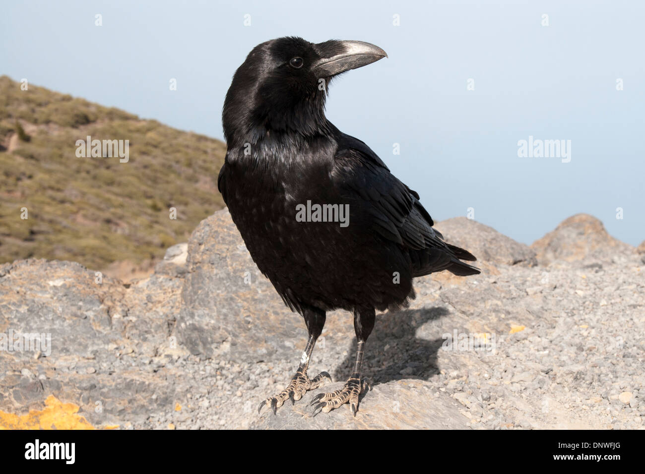 Common Ravens are among the very intelligent and curious animals ...