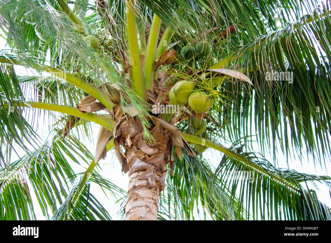 Palm tree animals hi-res stock photography and images - Alamy