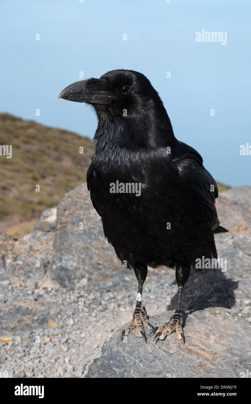 Common Ravens are among the very intelligent and curious animals ...