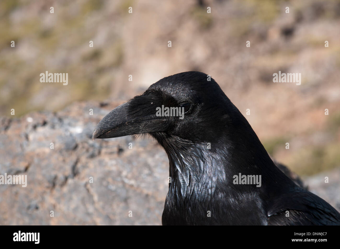 Common Ravens are among the very intelligent and curious animals ...