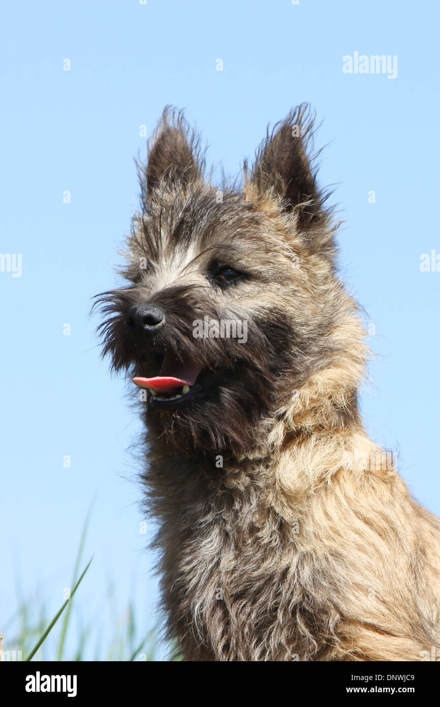 Dog Cairn Terrier / puppy portrait profile Stock Photo - Alamy