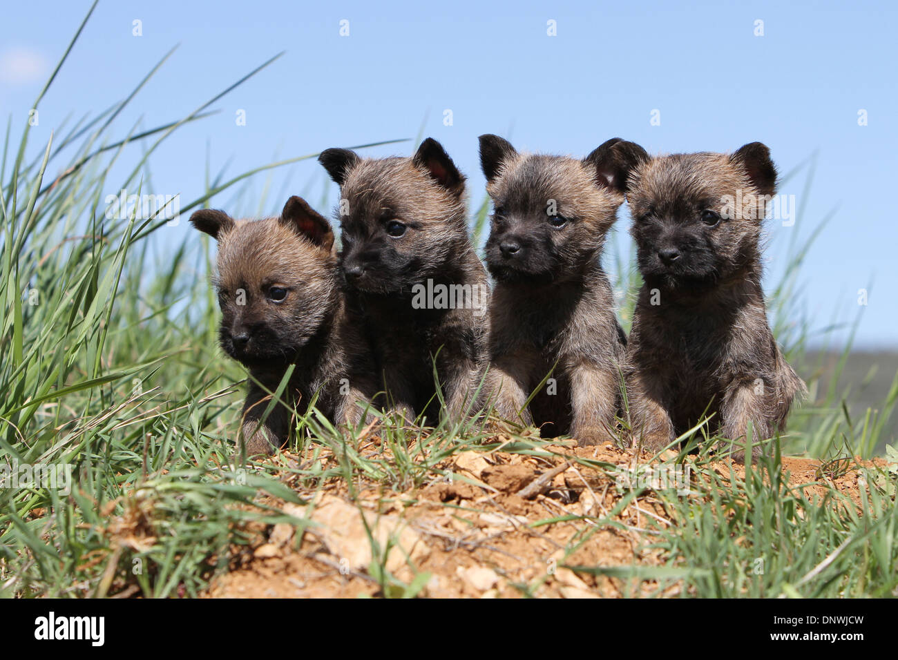 Four terriers hi-res stock photography and images - Alamy