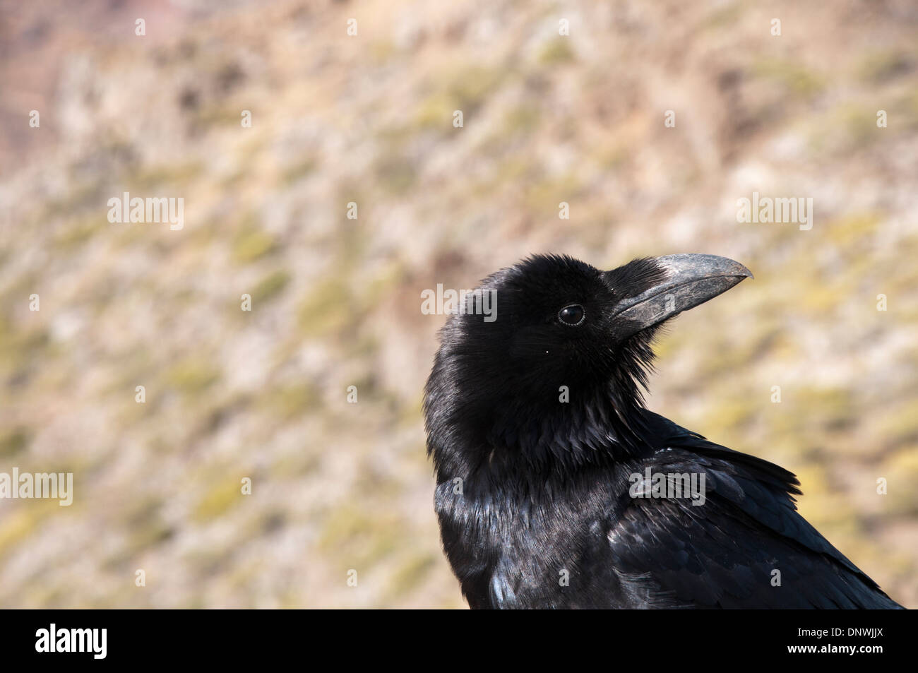 Common Ravens are among the very intelligent and curious animals ...
