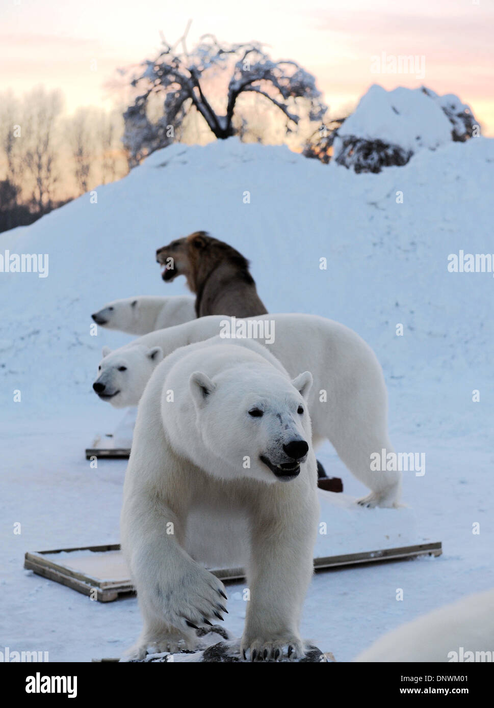 Polar bears sculpture hi-res stock photography and images - Alamy