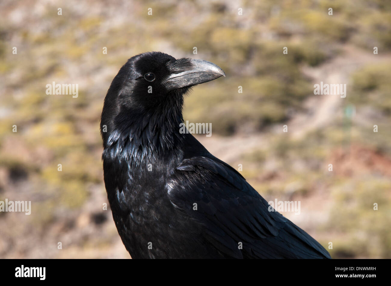 Among the most intelligent of all animals hi-res stock photography and ...