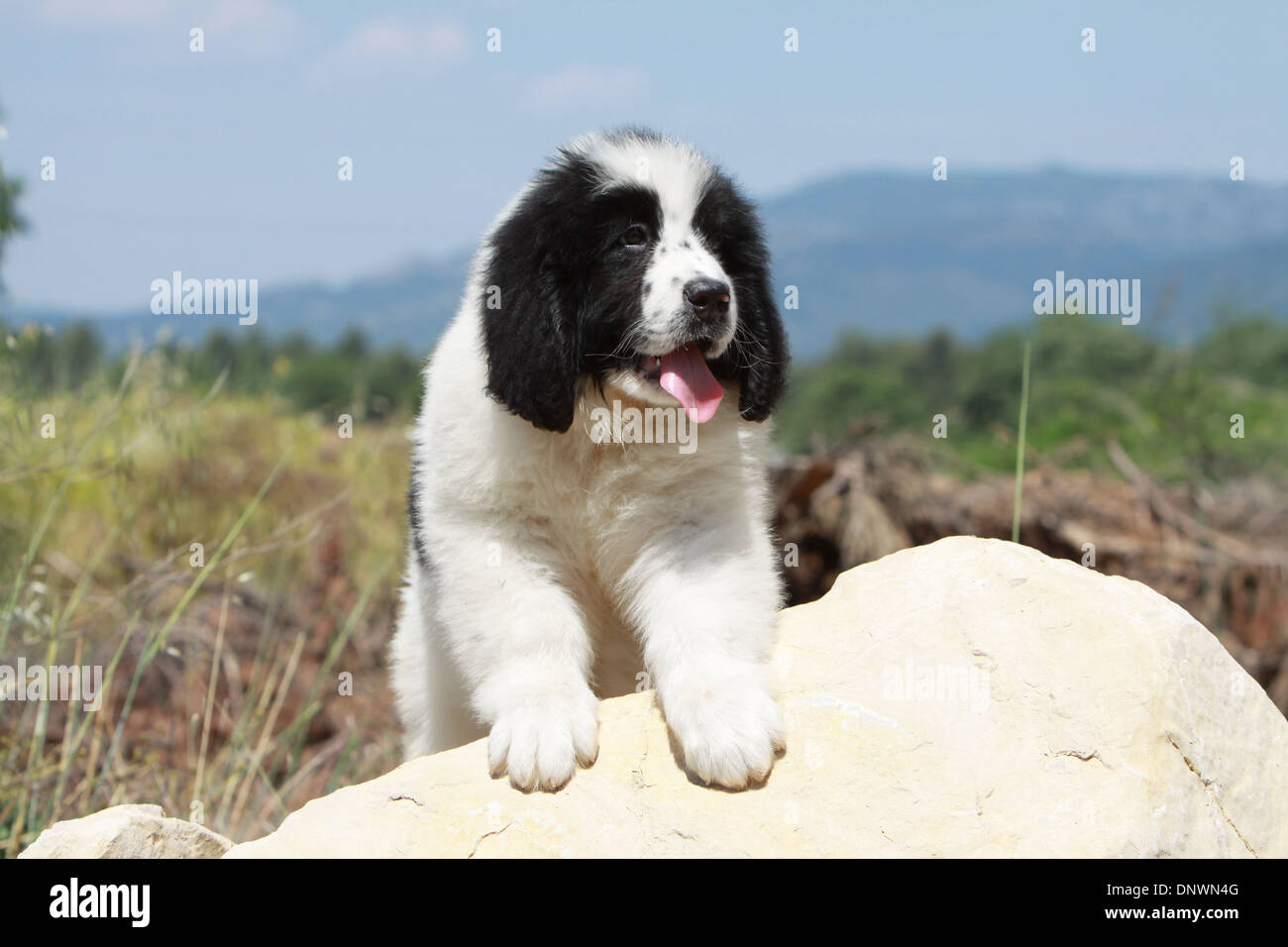 What Does A Landseer Look Like