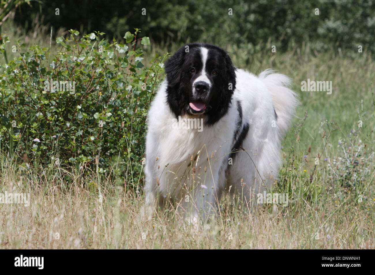 Dog Landseer / adult standing in a meadow Stock Photo - Alamy